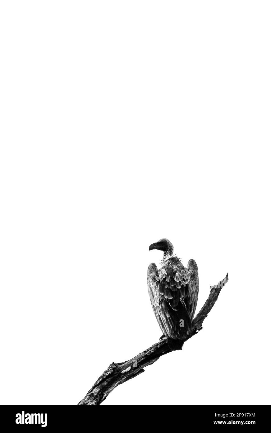 Vulture flying on white Cut Out Stock Images & Pictures - Alamy