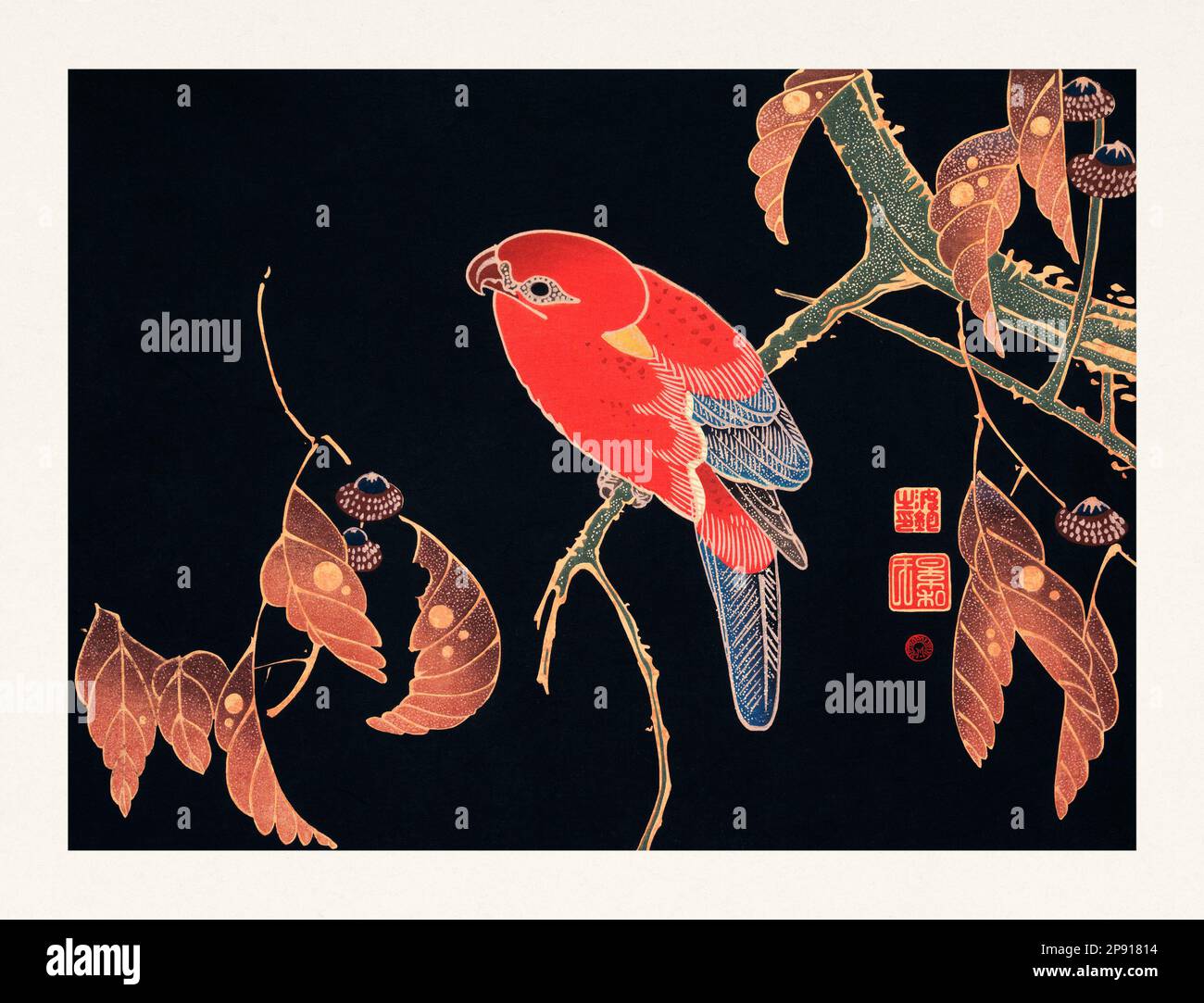 Red Parrot. Colorful bird illustration on black background by Itō ...