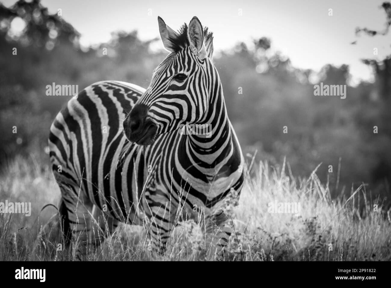 African Zebra in the wild Stock Photo - Alamy