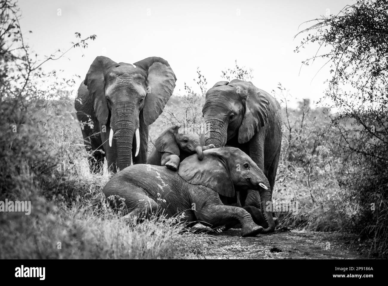 Breeding herd of elephants in the wild of South Africa Stock Photo - Alamy