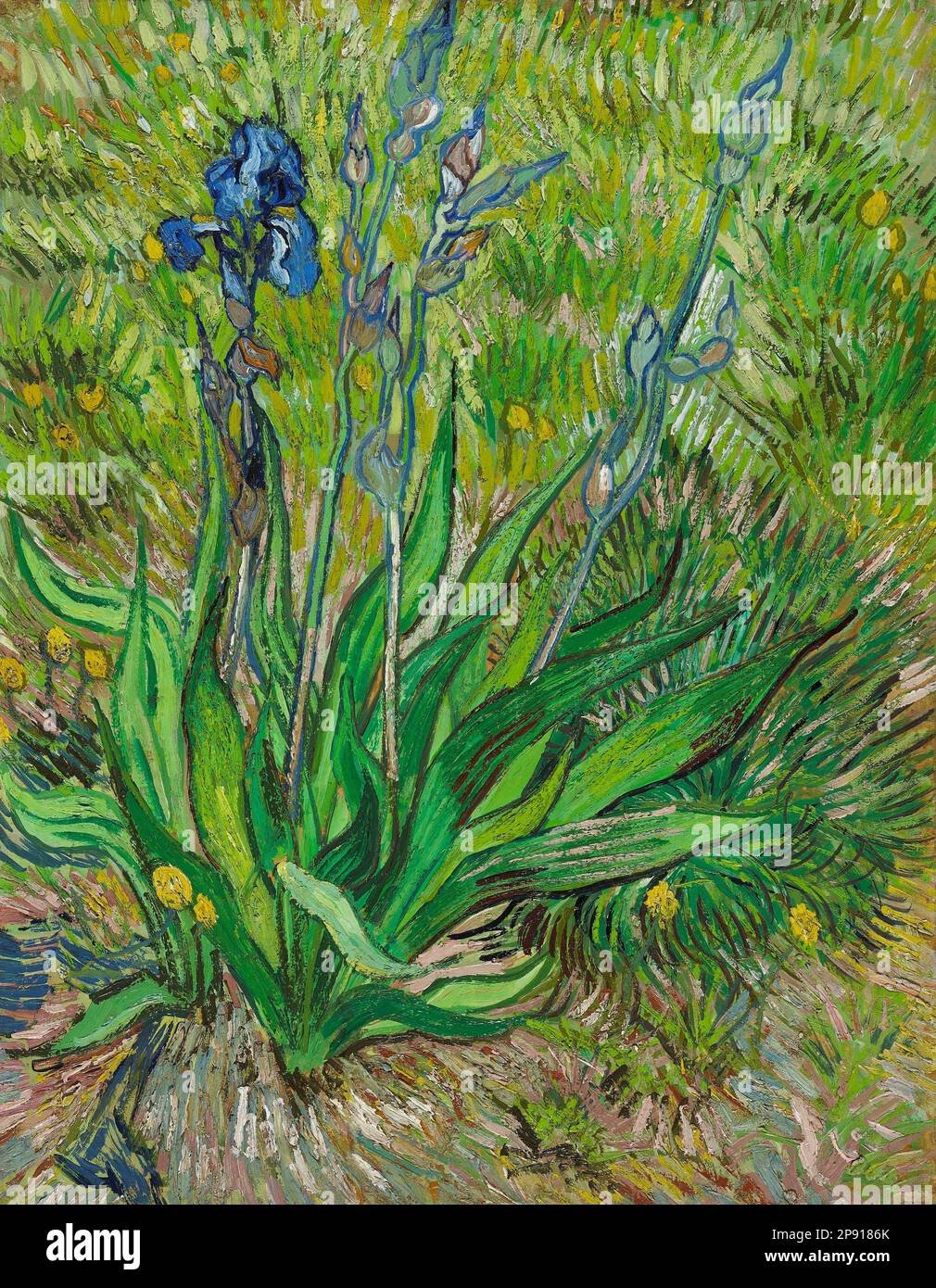 Iris May 1889 by Vincent van Gogh Stock Photo - Alamy