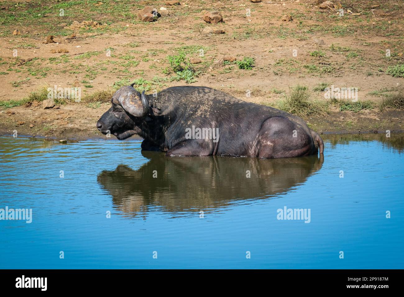 Cow big horns resting hi-res stock photography and images - Alamy