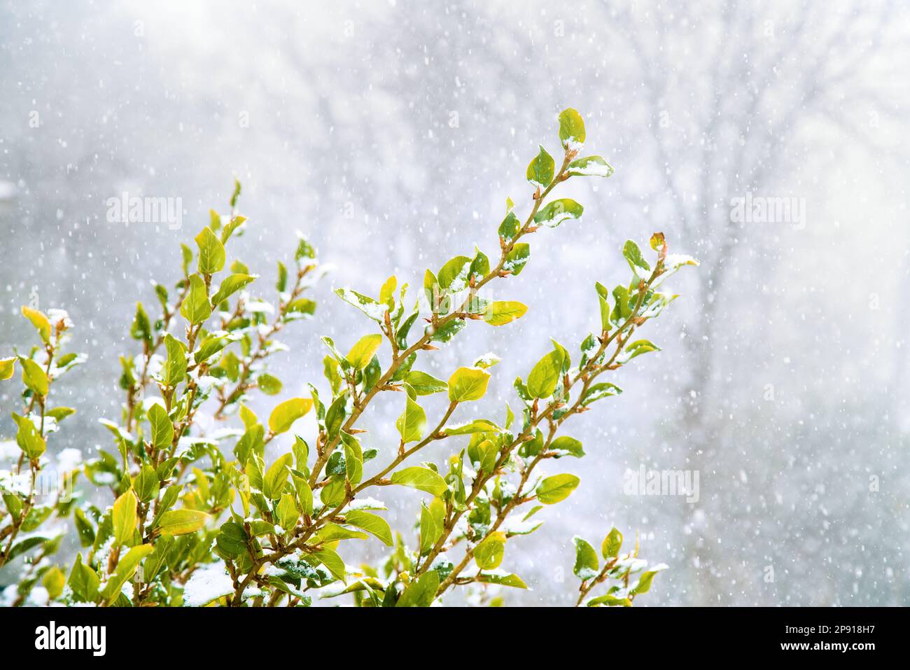 Snowfall subtropics hi-res stock photography and images - Alamy