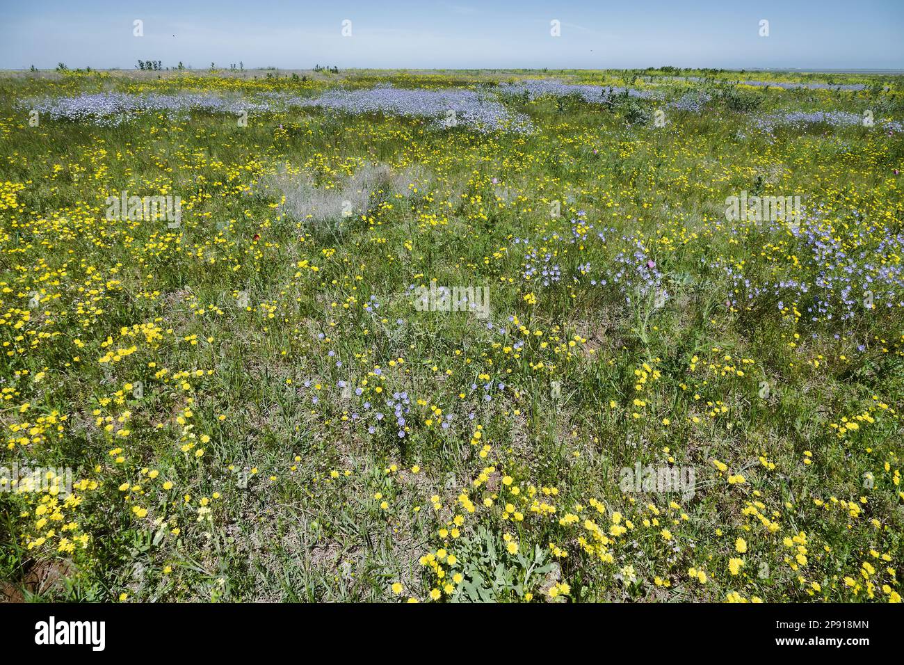 Long-stalked flax (Lнnum usitatнssimum) and Hawksbeard (Crepis sp ...