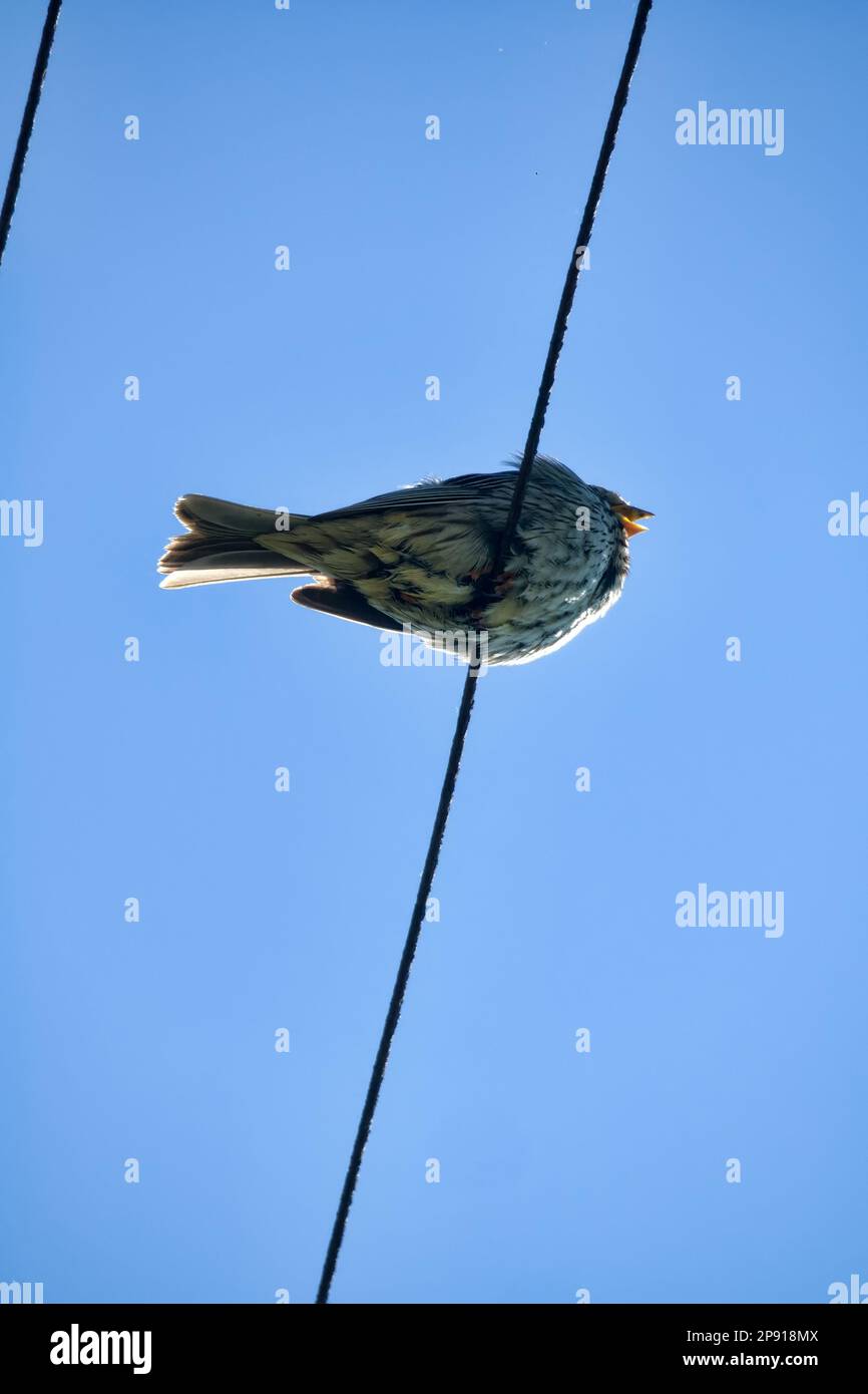 A low-key, gray modest bird. The male of common bunting (Emberiza ...