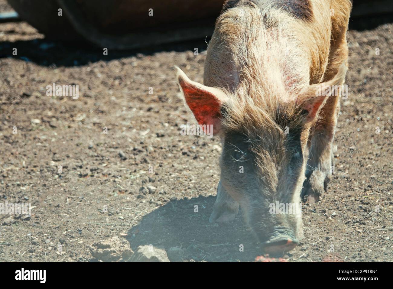 Ukrainian steppe pock-marked breed of pigs. Based on the Ukrainian ...