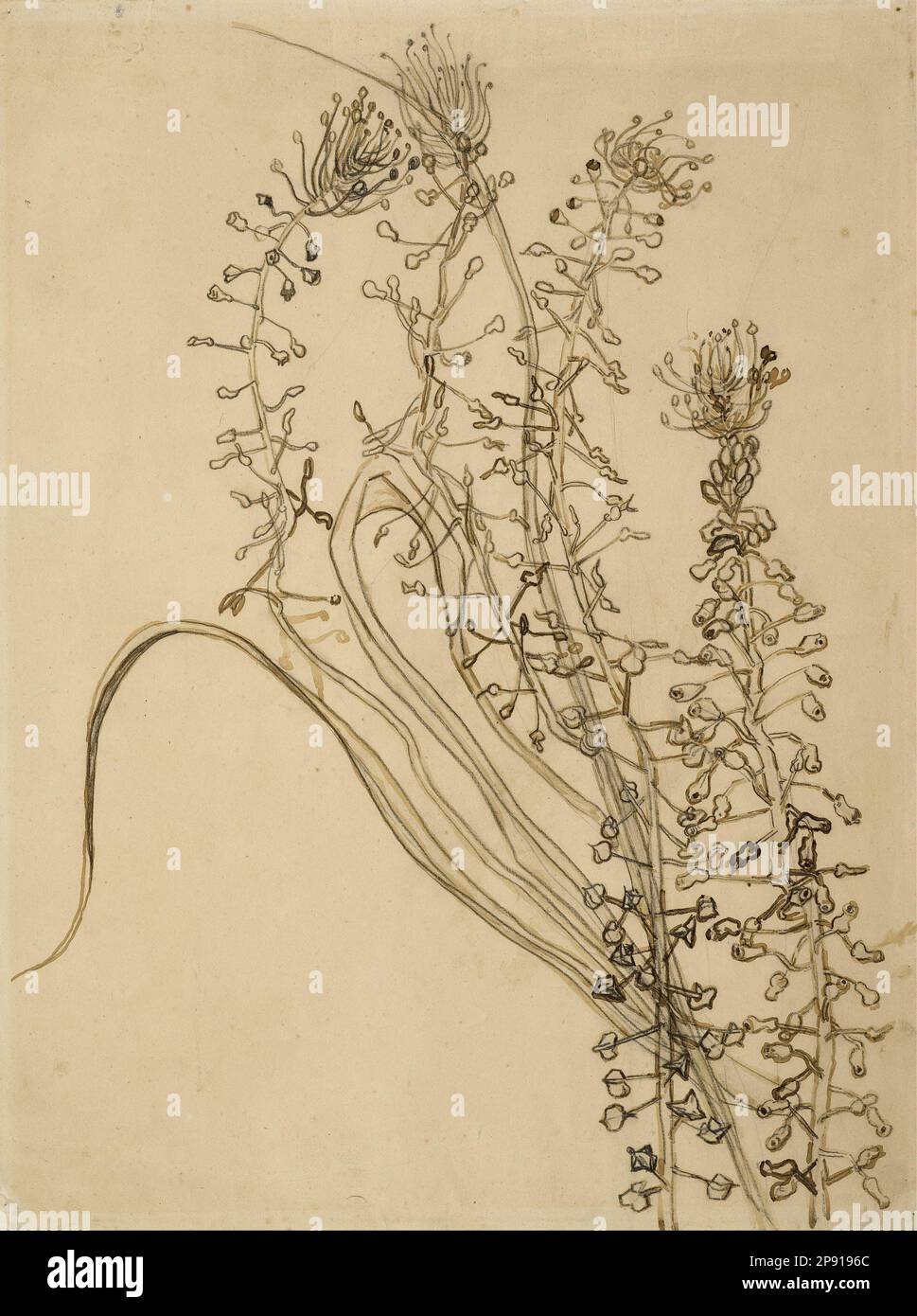 Tassel hyancinth (May 1889 - 1889) by Vincent van Gogh Stock Photo - Alamy