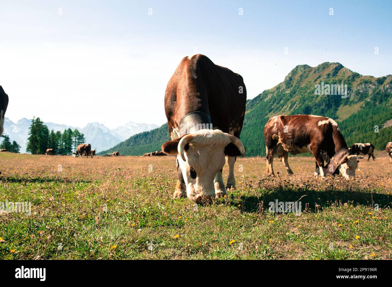Italy: Torgon Valle d'Aosta. Pictures of cows in the summer pasture in ...