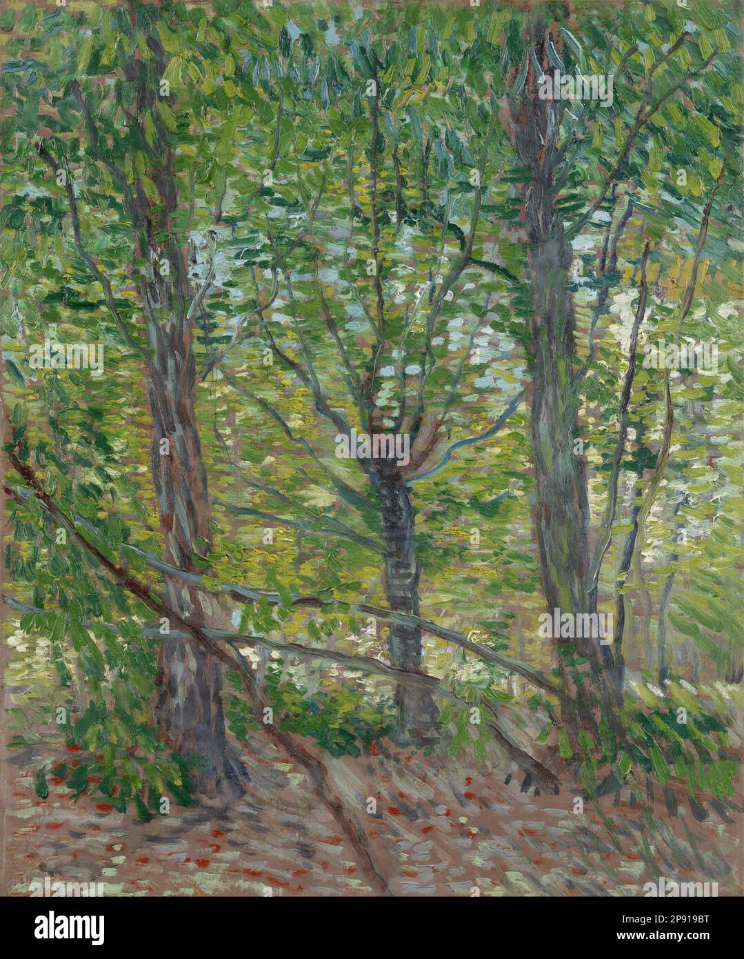 Trees July 1887 by Vincent van Gogh Stock Photo - Alamy