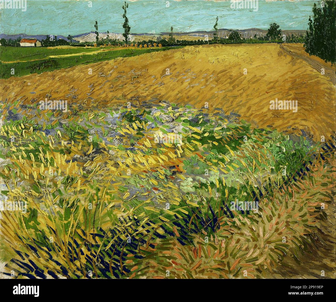 Wheatfield (June 1888 - 1888) by Vincent van Gogh Stock Photo - Alamy
