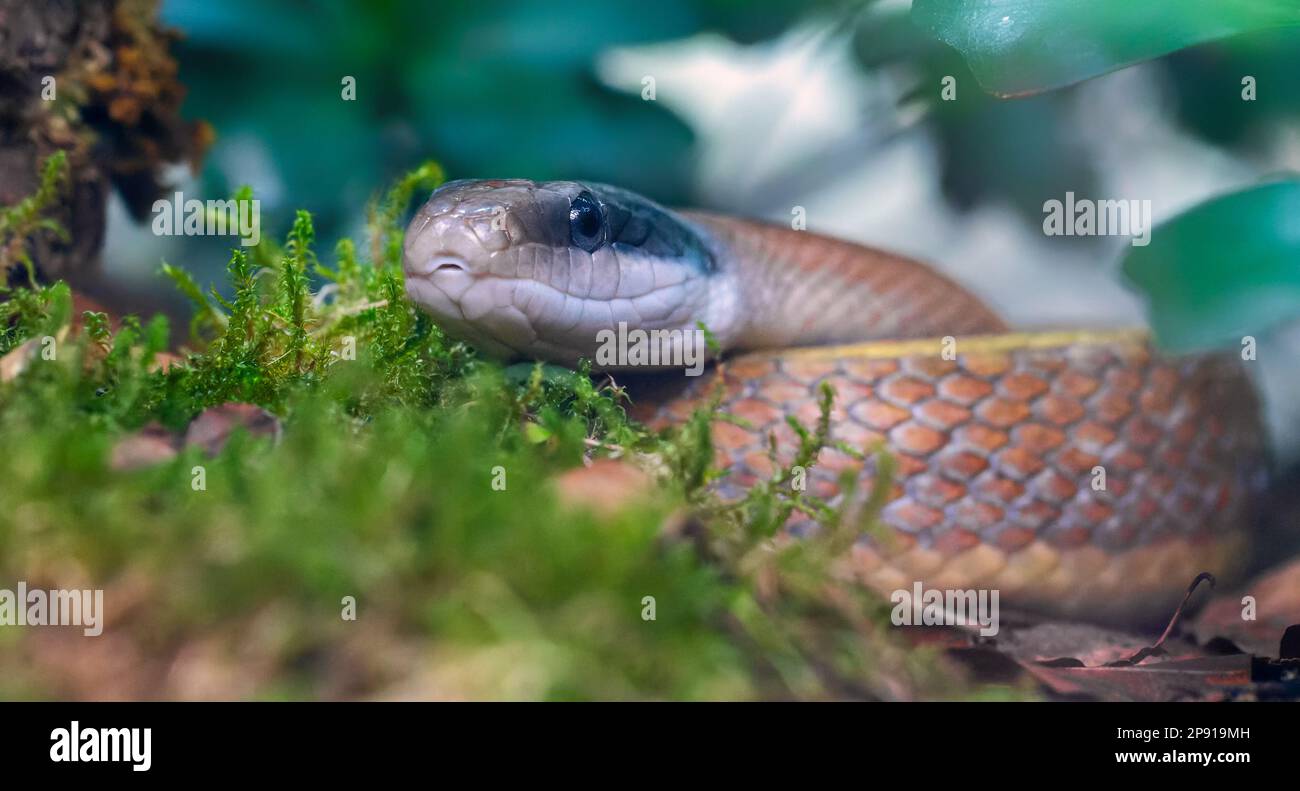 Rat snake hi-res stock photography and images - Alamy