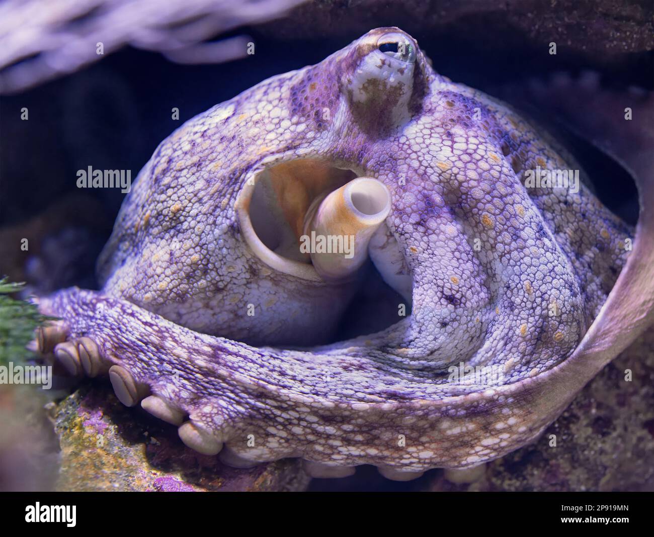 Close-up view of a Common Octopus (Octopus vulgaris Stock Photo - Alamy