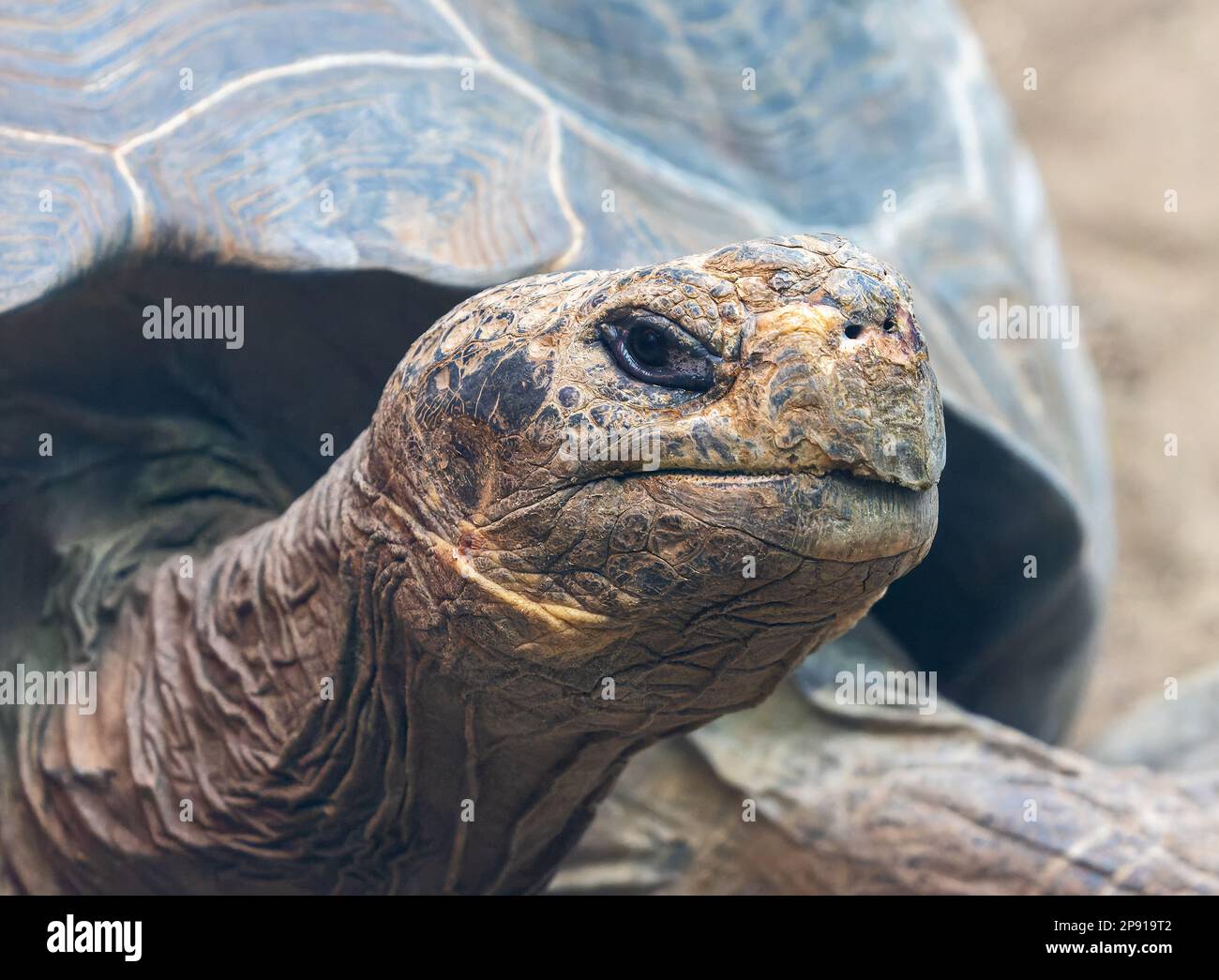 Close-up view of a Galapagos giant tortoise (Chelonoidis niger Stock ...