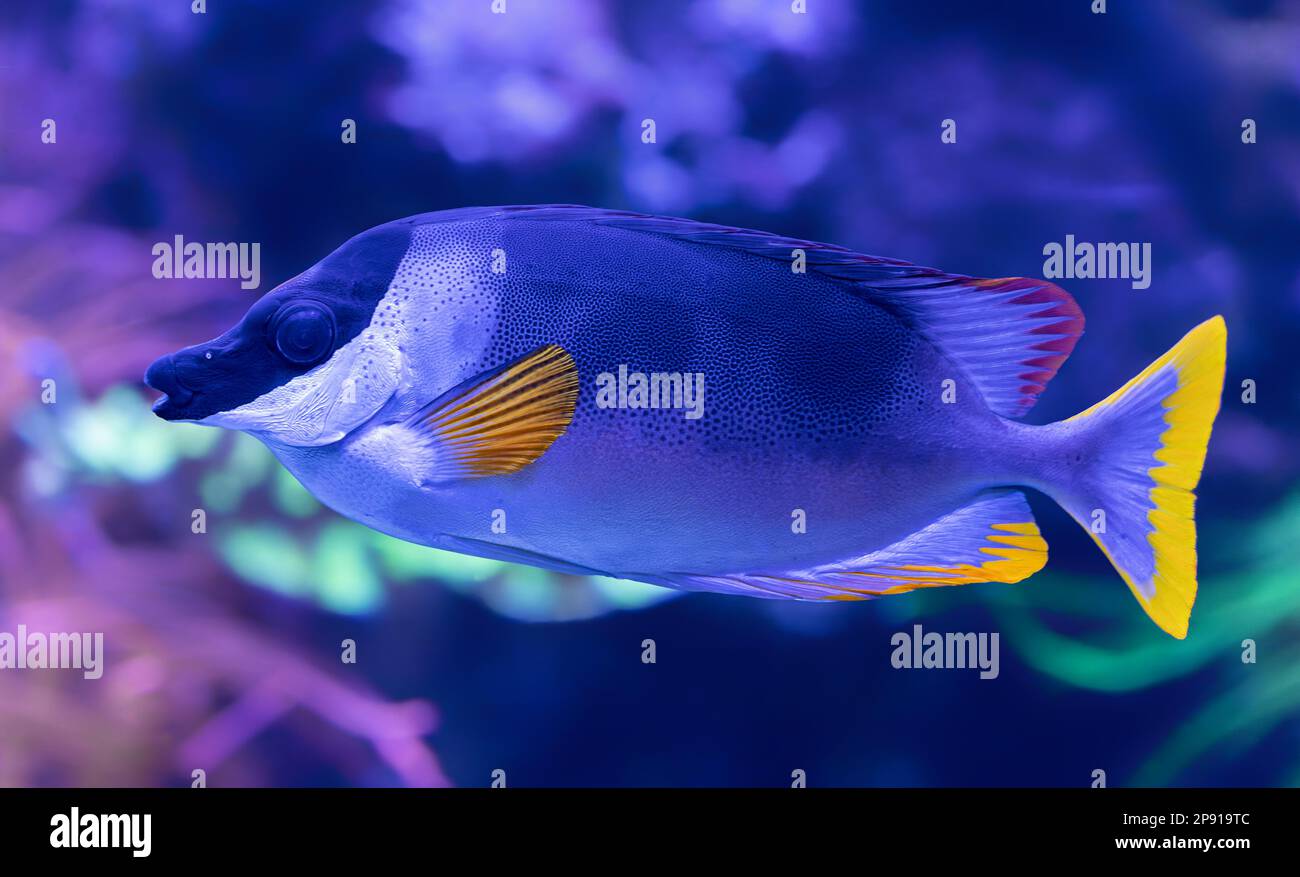 Close-up view of a Magnificient Rabbitfish (Siganus magnificus Stock ...