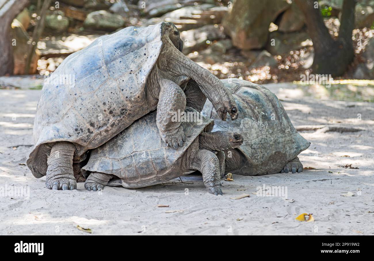 Mating Aldabra giant tortoise (Aldabrachelys gigantea) at Curieuse ...