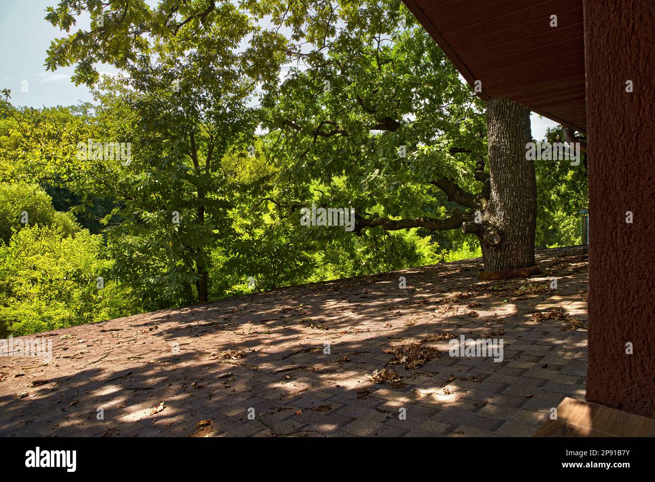window overlooking the forest, sunlight through the foliage Stock Photo ...