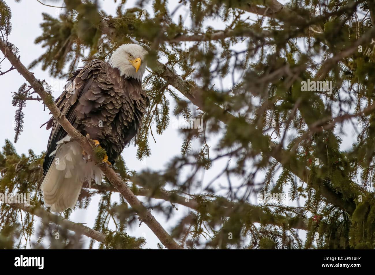 A majestic bald eagle perched atop a tree branch, its beak open wide ...