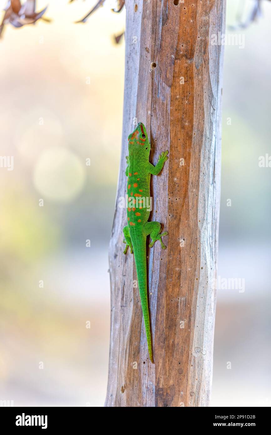 Phelsuma grandis, endemic diurnal arboreal species of day gecko, part ...