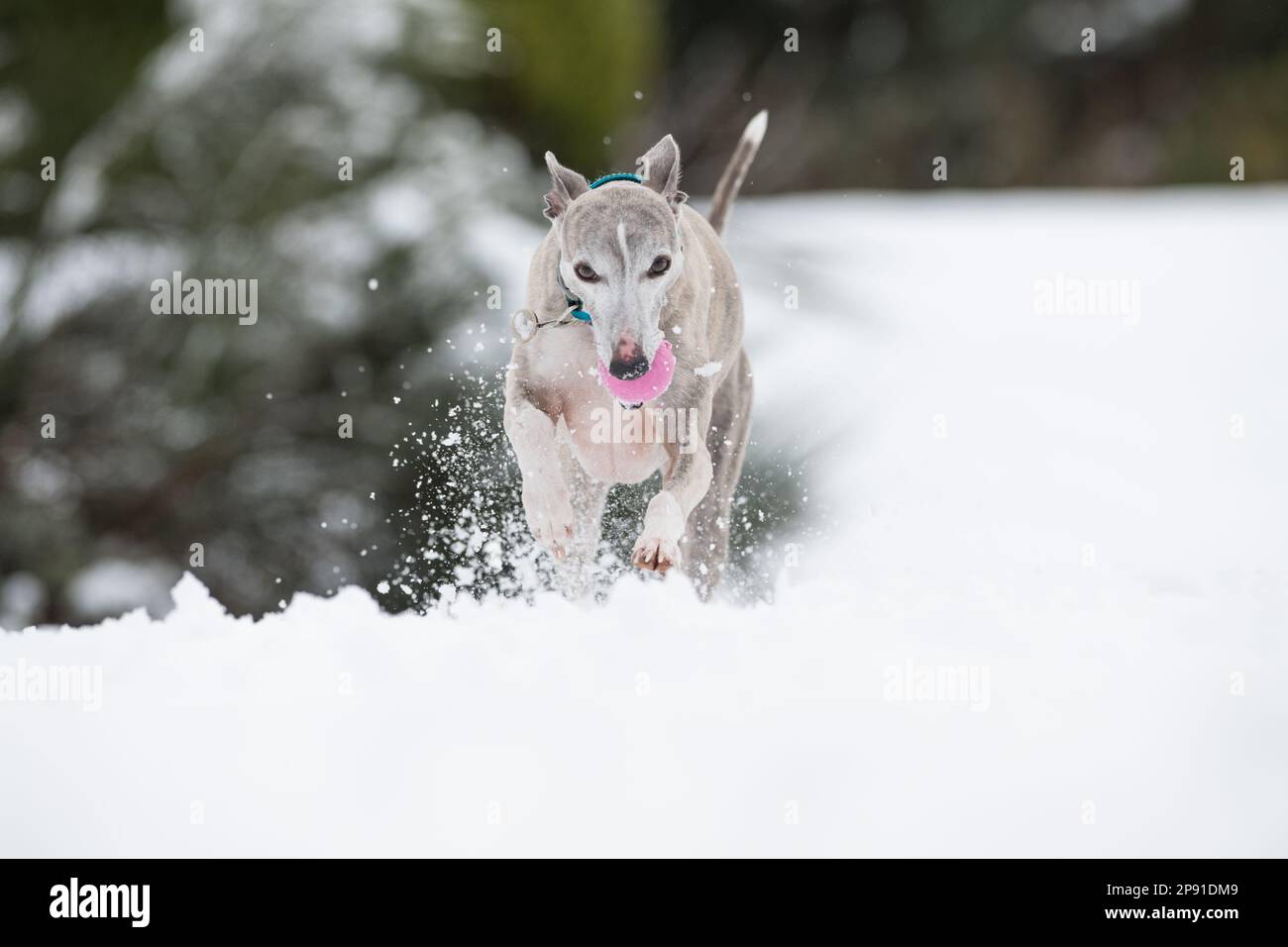 Mansfield Woodhouse, England, UK. 10th March, 2023. U.K. Weather. With ...