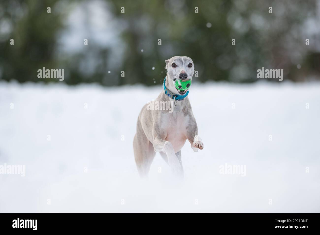 Mansfield Woodhouse, England, UK. 10th March, 2023. U.K. Weather. With ...