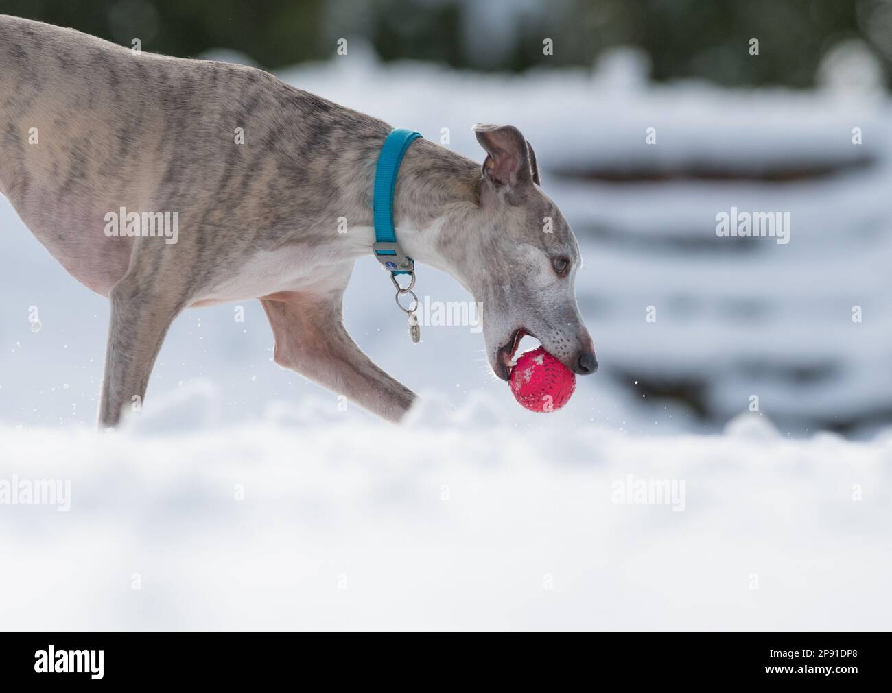 Mansfield Woodhouse, England, UK. 10th March, 2023. U.K. Weather. With ...