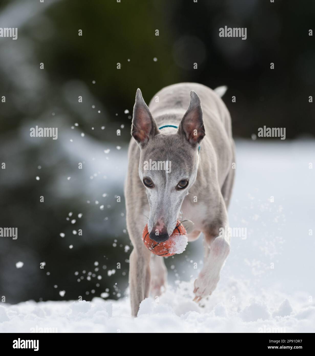 Mansfield Woodhouse, England, UK. 10th March, 2023. U.K. Weather. With ...