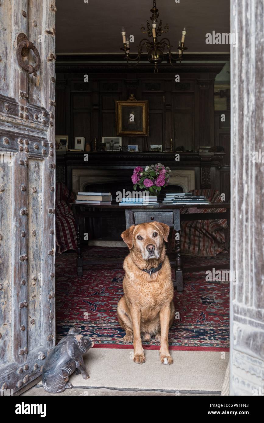 Dog in weathered oak studded front door Wiveton Hall 17th century ...