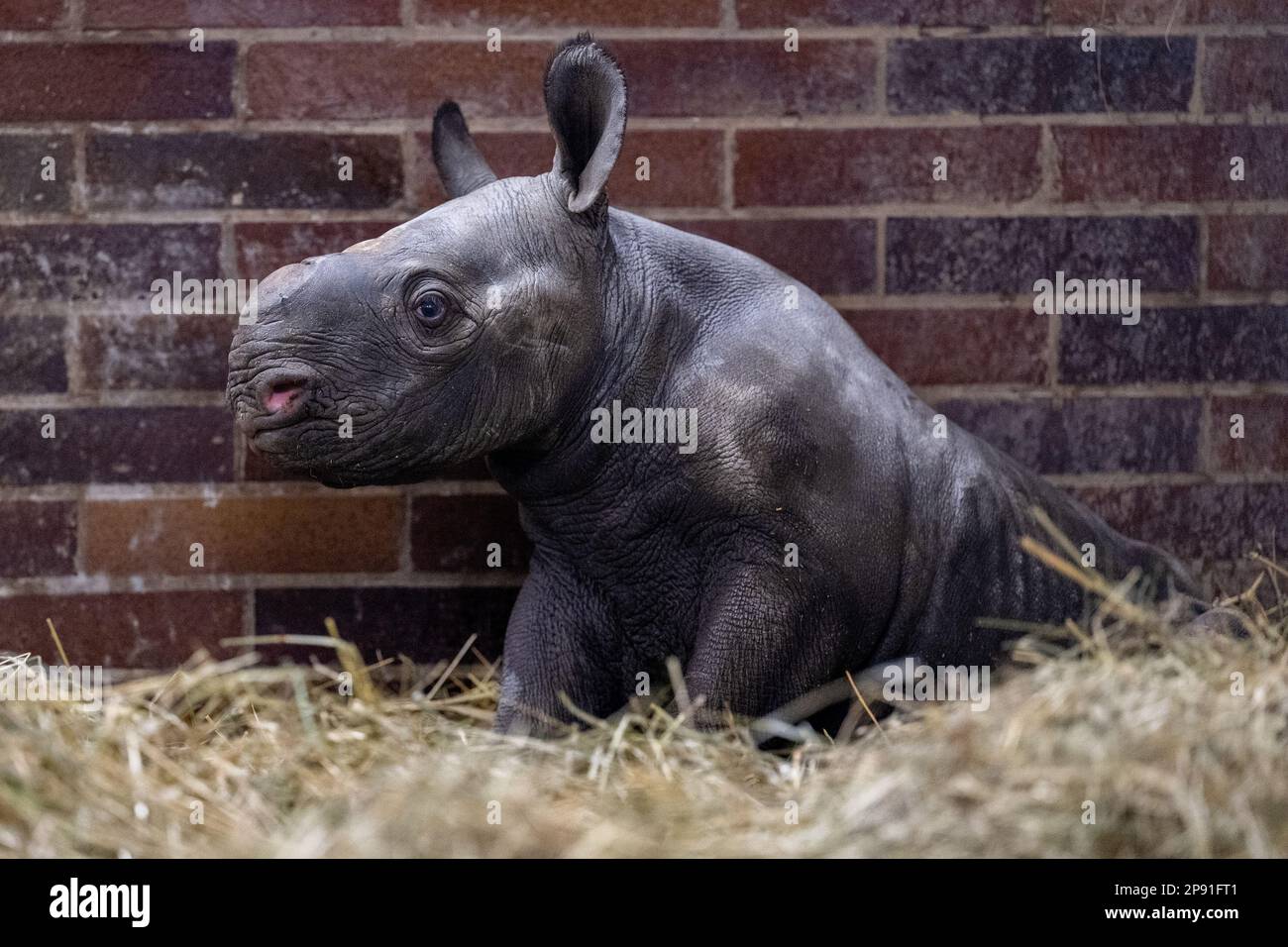 A newly born critically endangered eastern black rhino Magashi stands ...