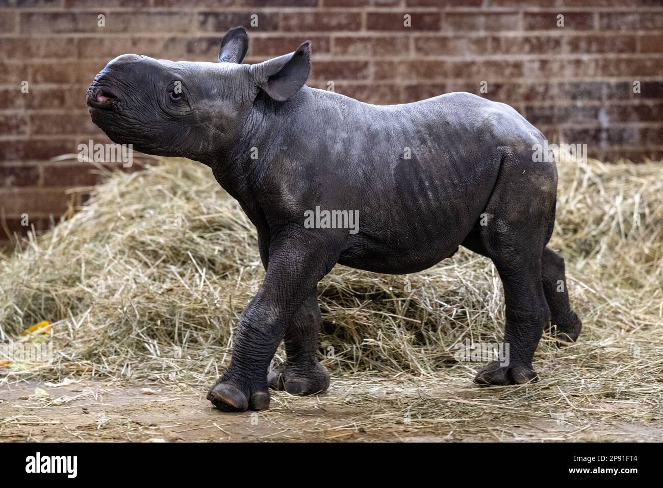 A newly born critically endangered eastern black rhino Magashi stands ...