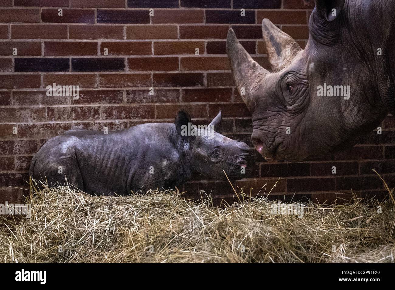 A newly born critically endangered eastern black rhino Magashi stands ...