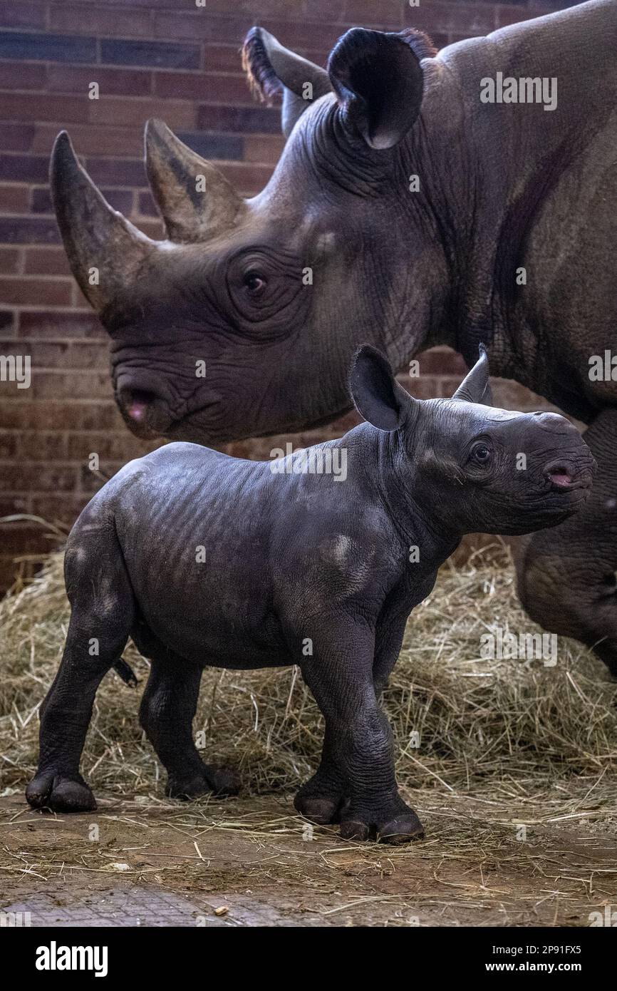A newly born critically endangered eastern black rhino Magashi stands ...