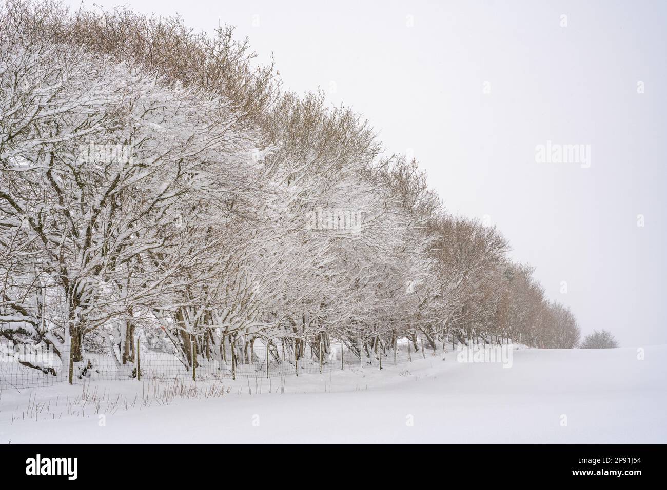 A line of snow covered trees behind a fence Stock Photo - Alamy
