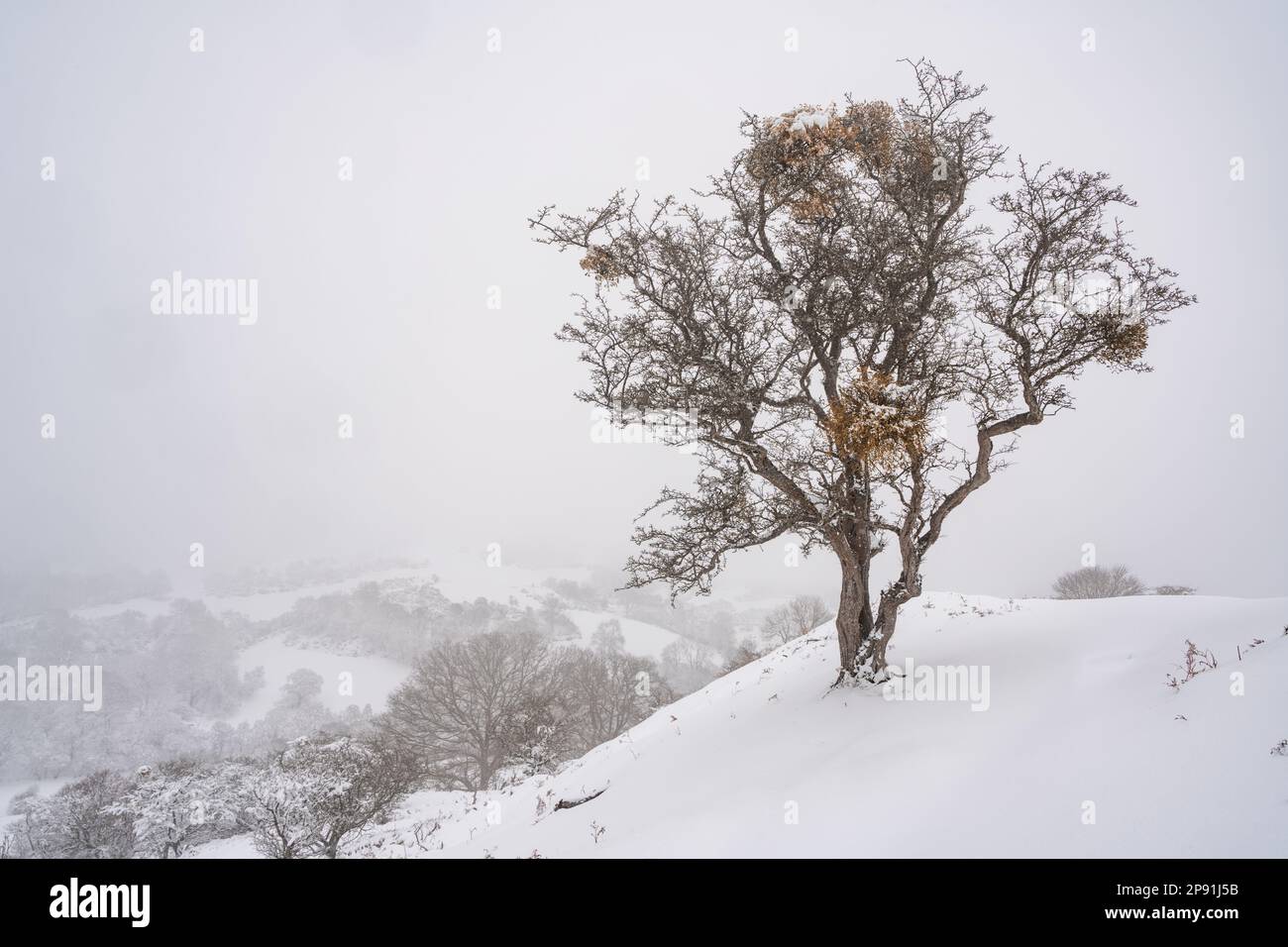 Llanfyllin tree hi-res stock photography and images - Alamy