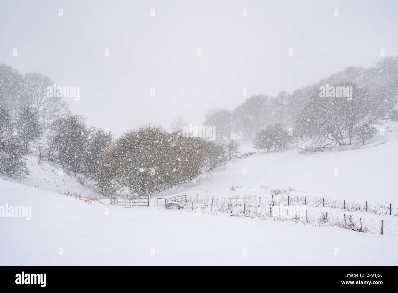 British farmland in a blizzard, during the March 2023 snow storms Stock ...