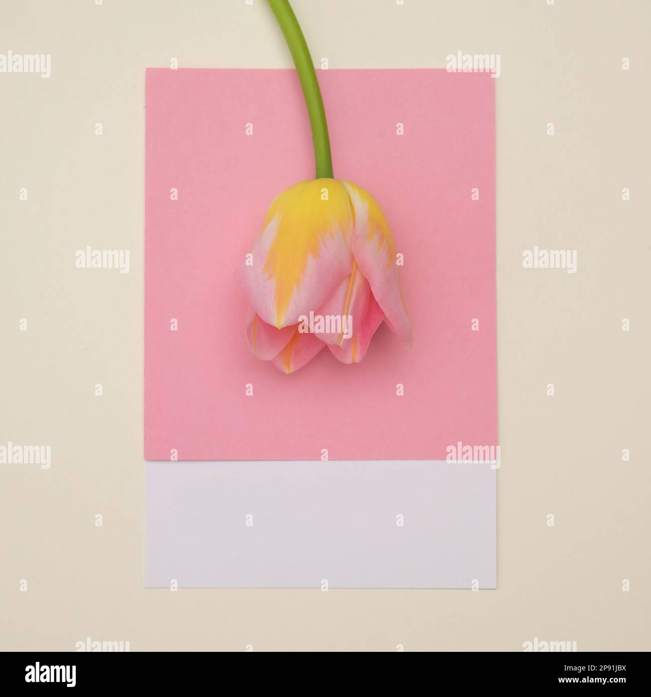 Abstract 1 March Pantone Pink Cardboard With Tulip Stock Photo - Alamy