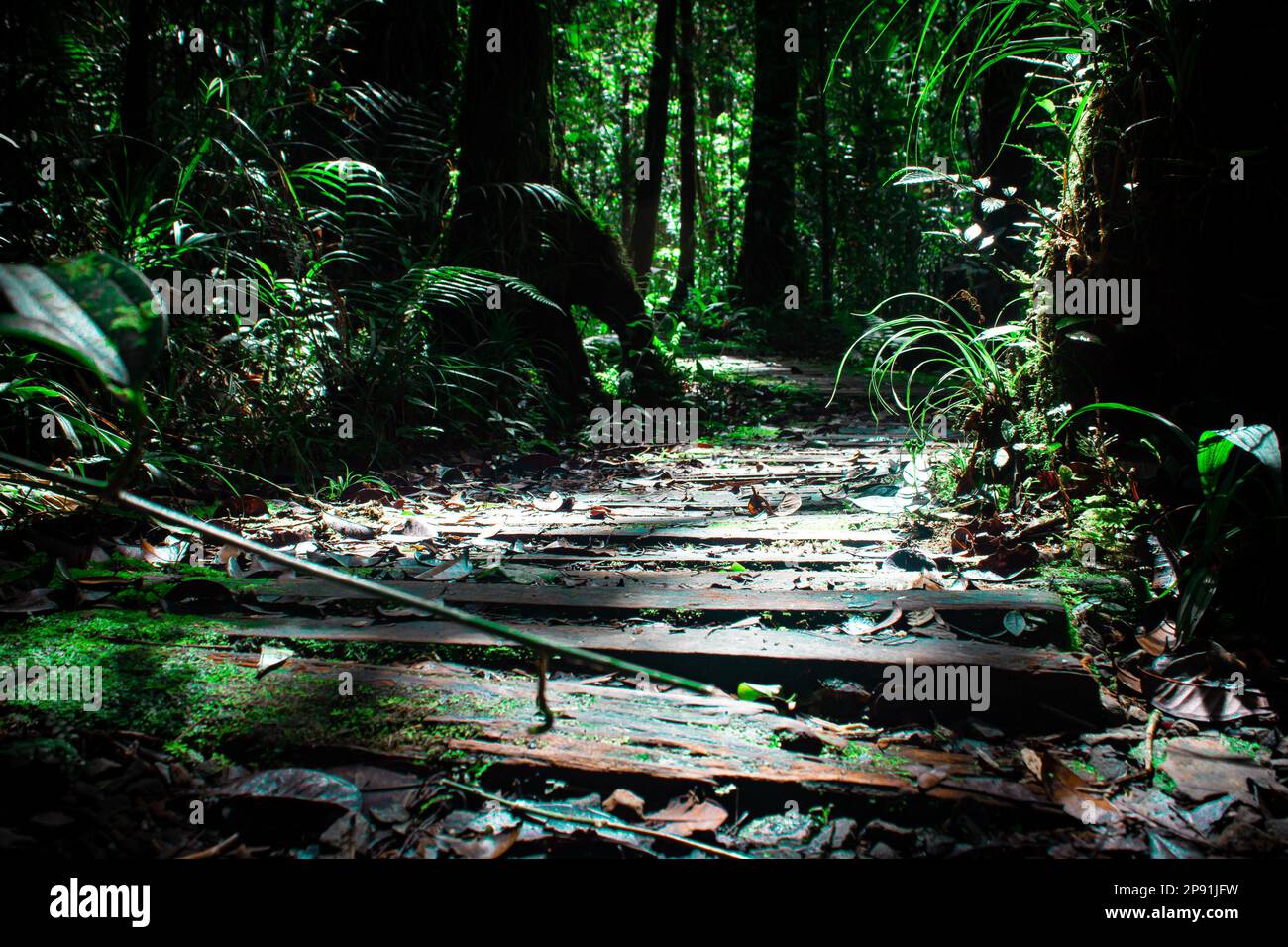 Path a trail used for trekking inside Kinabalu National Park, Sabah ...