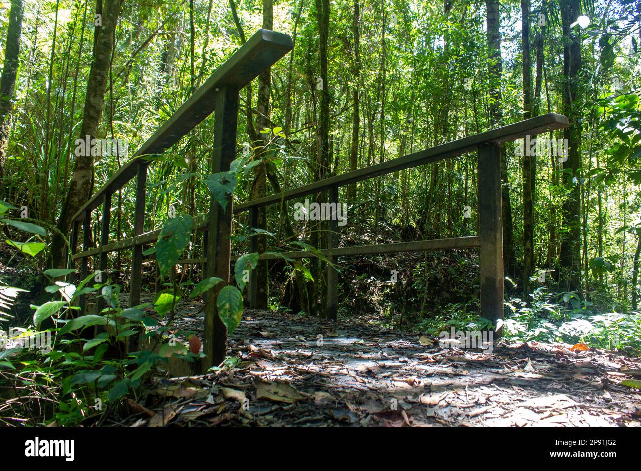 Bridge in pathway of a trail used for trekking inside Kinabalu National ...