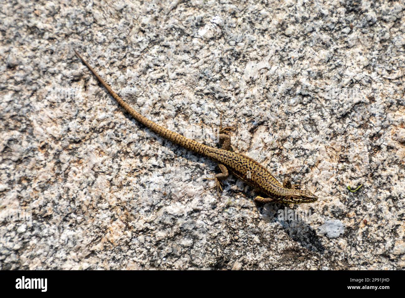 common wall lizard basking in sunshine on a stone wall full length ...