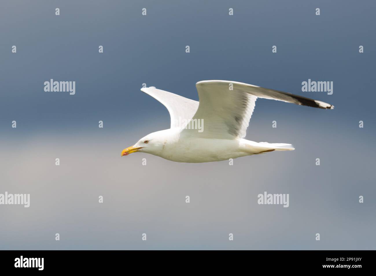 close-up of one flying yellow-legged gull (larus michahellis Stock ...