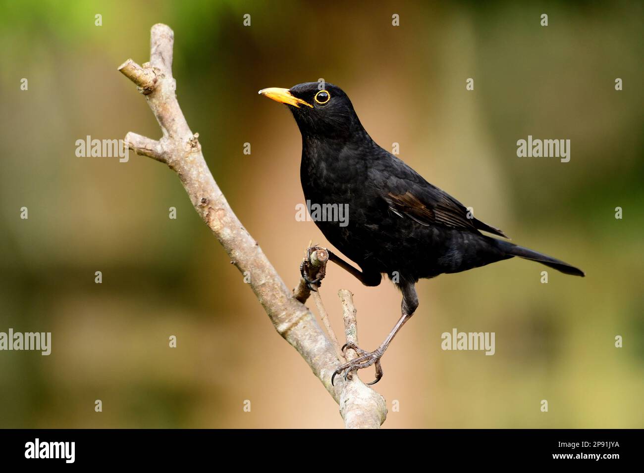 Blackbirds hi-res stock photography and images - Alamy