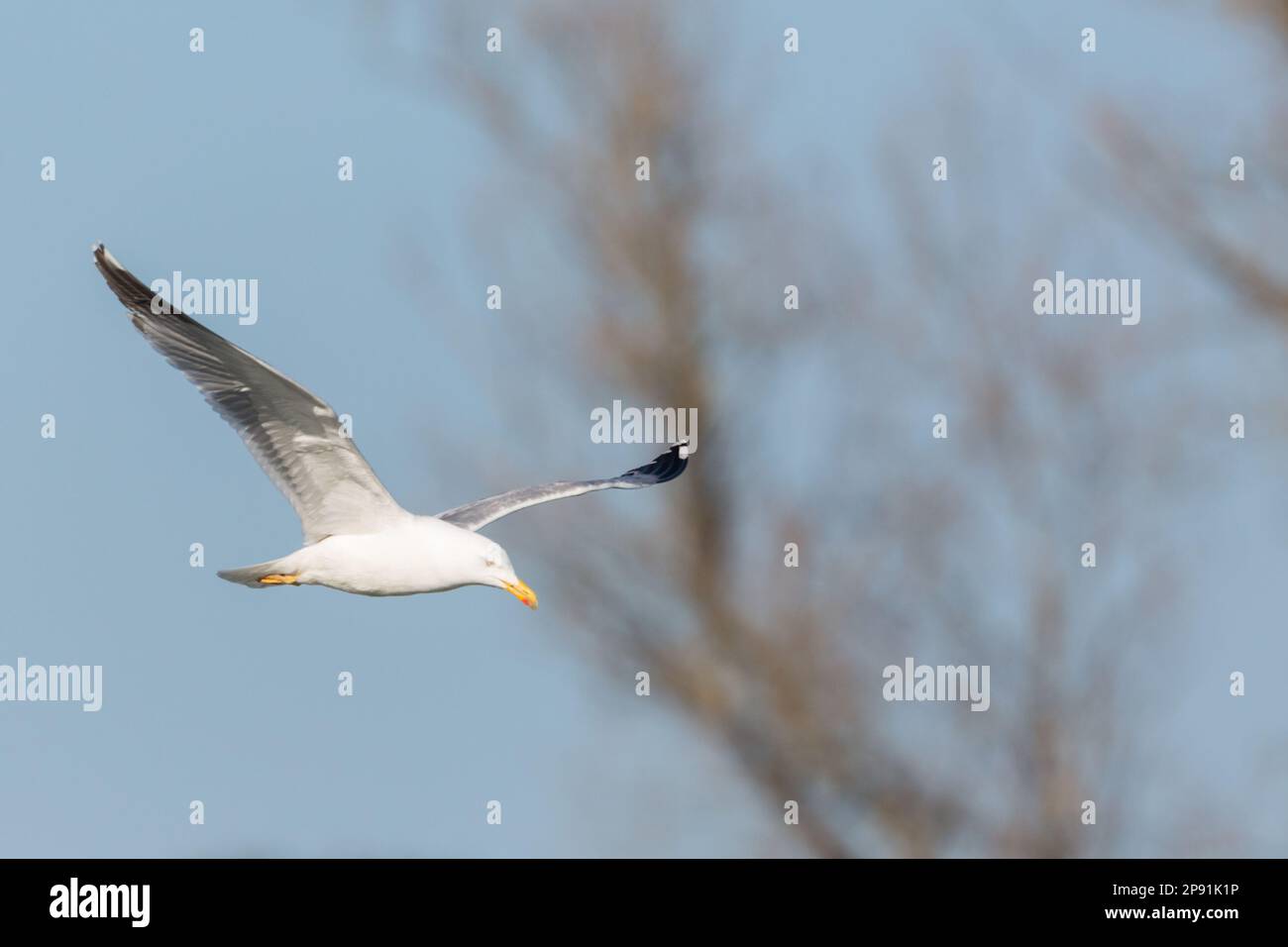 one yellow-legged gull (larus michahellis) flying in front of tree ...