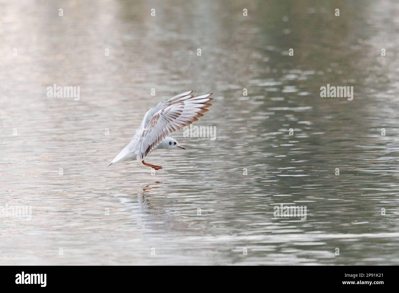 common black-headed gull (larus ridibundus) landing on water with spread wings Stock Photo - Alamy