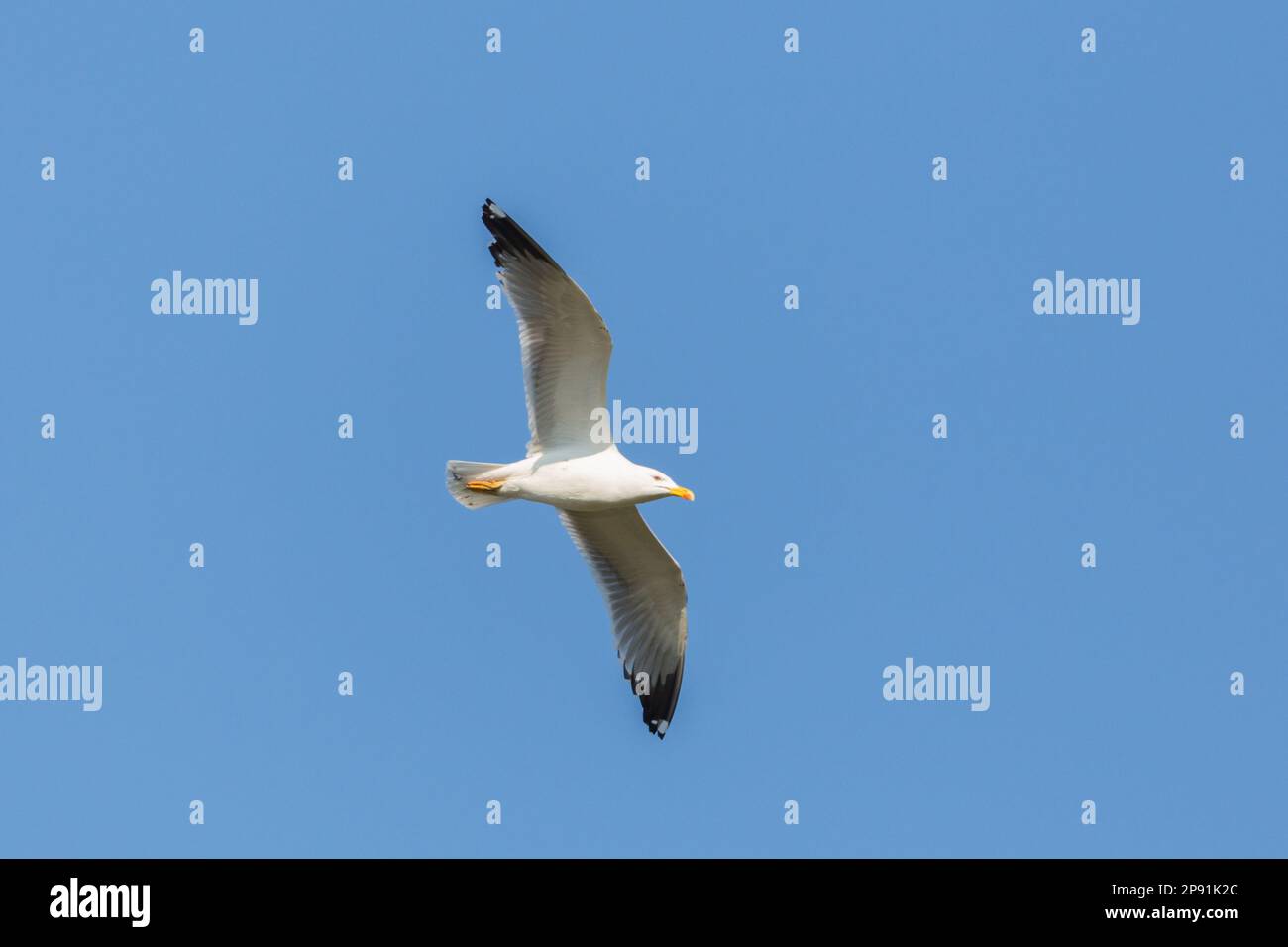 yellow-legged gull (larus michahellis) in flight in blue sky with ...