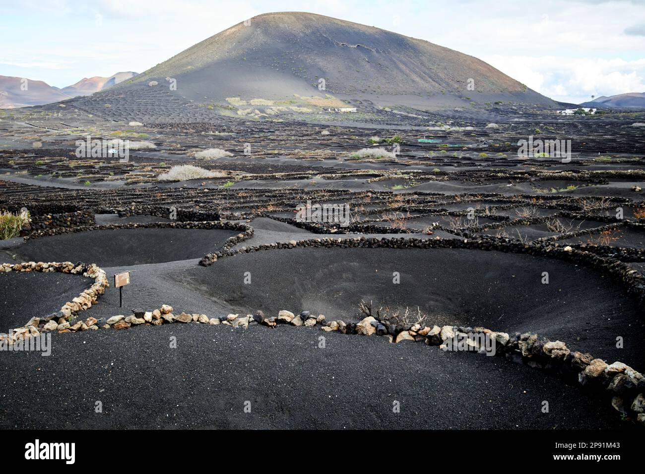 semicircular wind breaks made out of volcanic rock sheltering vines ...