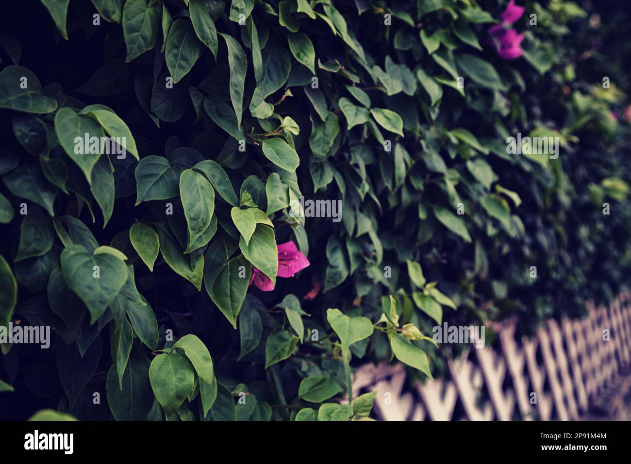Bougainvillea hedge hi-res stock photography and images - Alamy