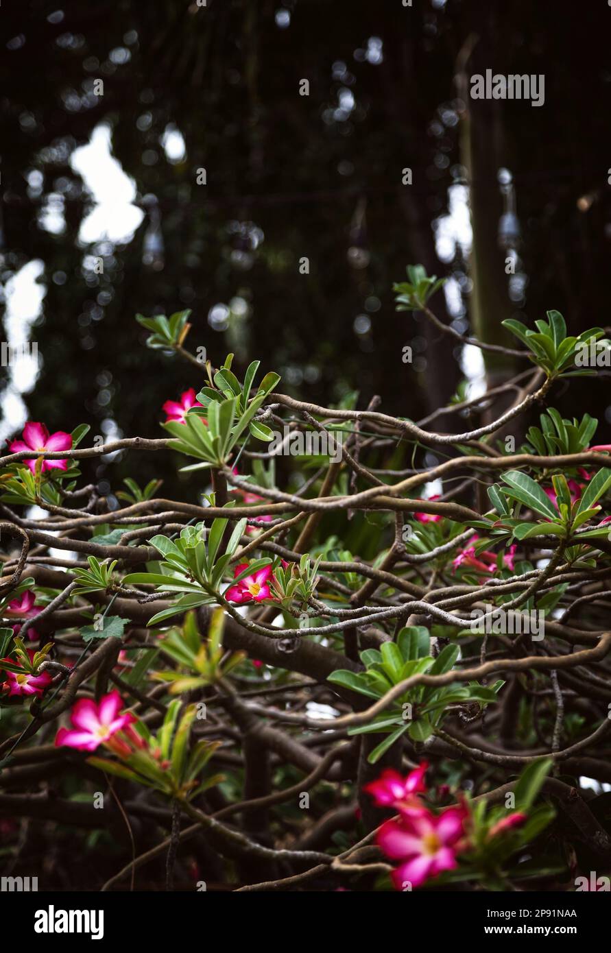 Tropical tree pink flowers and tangled branches background. Blossoming ...
