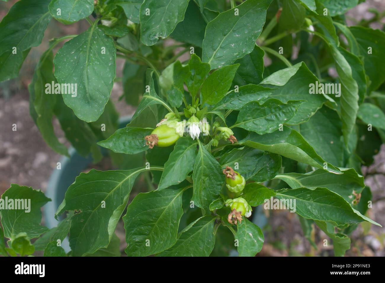 Pepper fruits in various stages of ripening on the same plant Stock ...