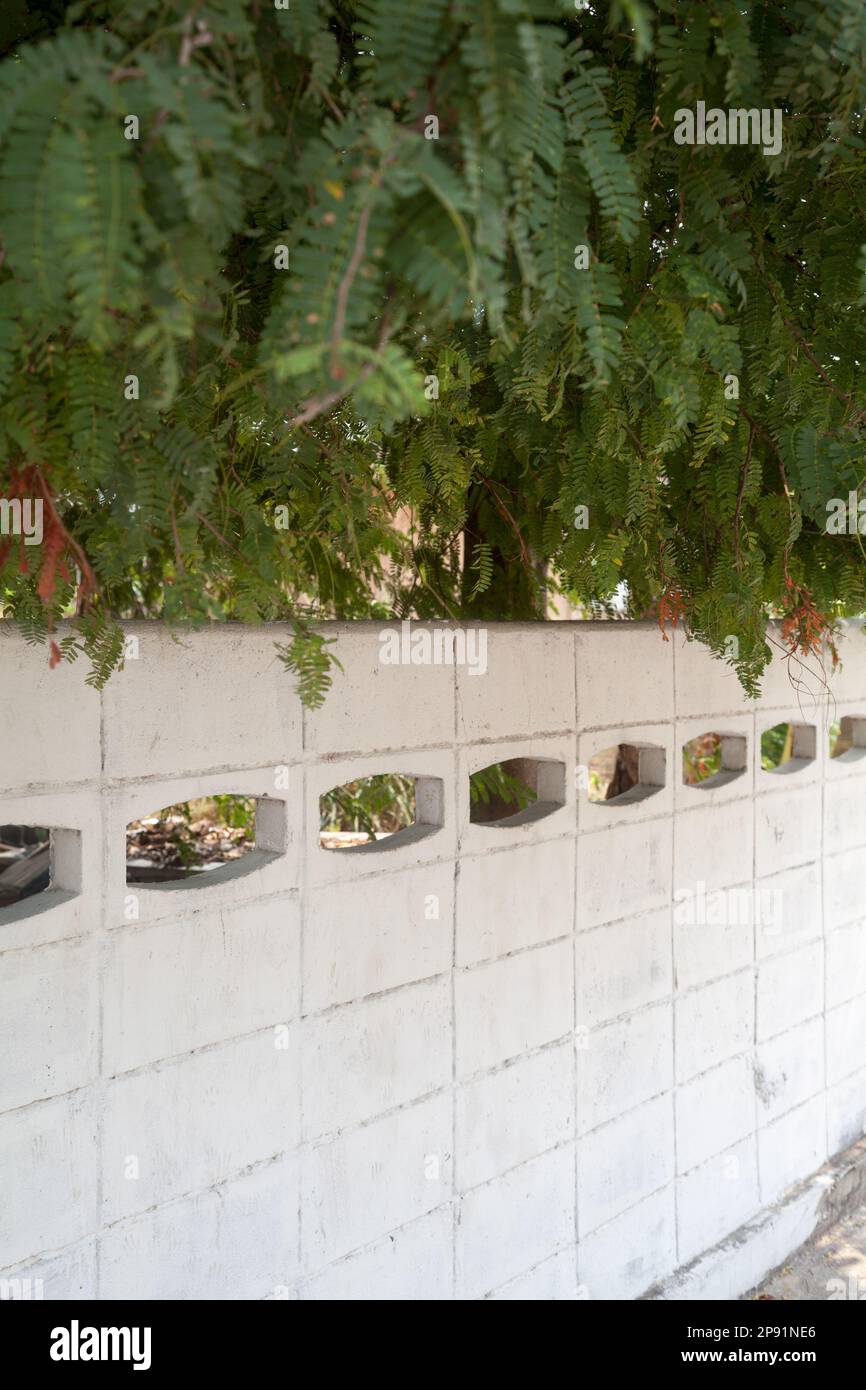 Acacia trees leafage overhanging a white concrete fence on a sunny day ...