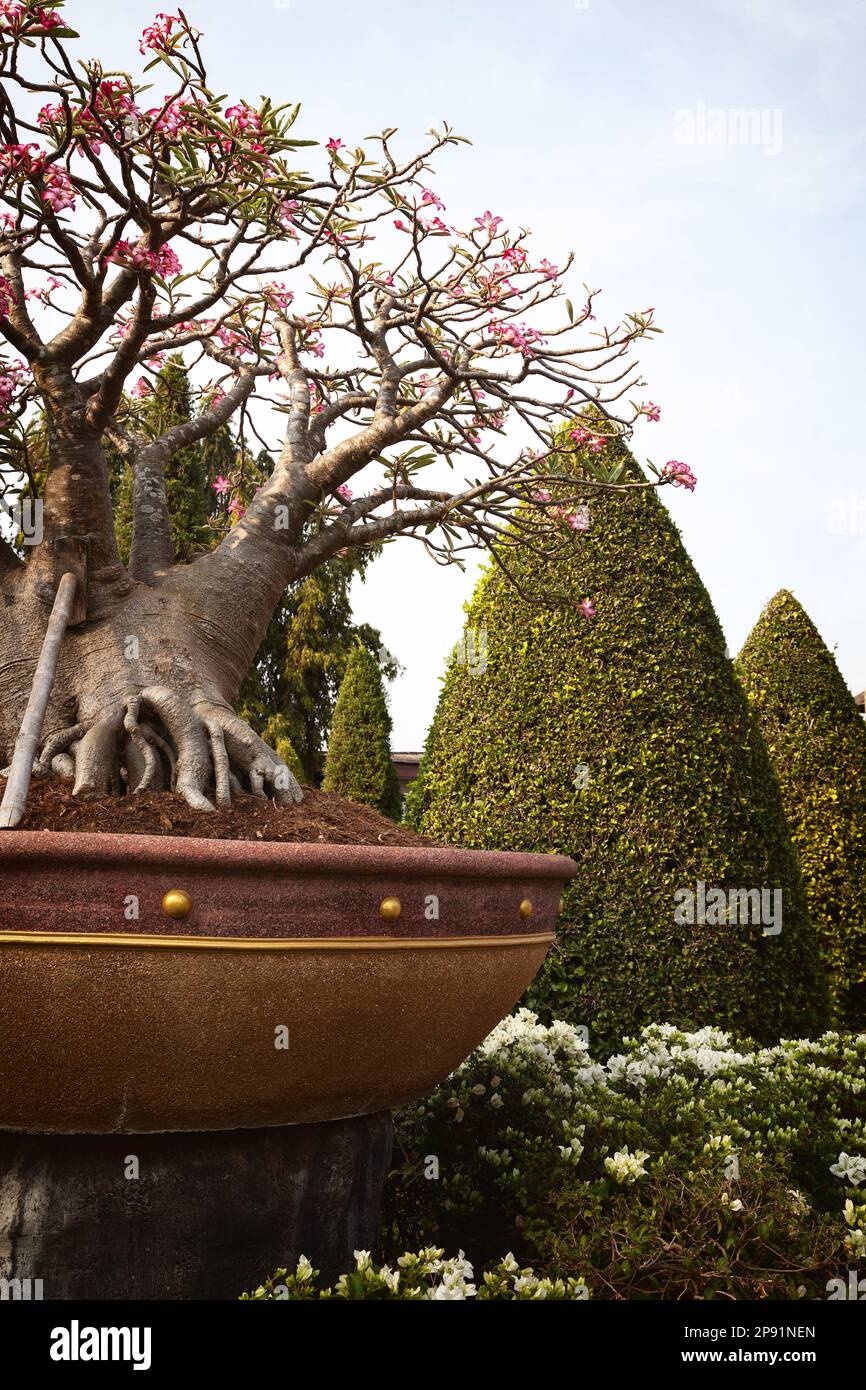 Small Adenium bonsai in a tropical English garden. Little Desert Rose ...