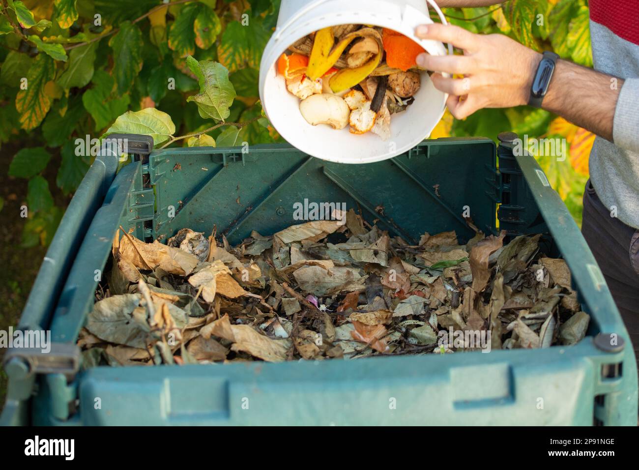 A young man is emptying a bucket with organic waste in a outdoor ...